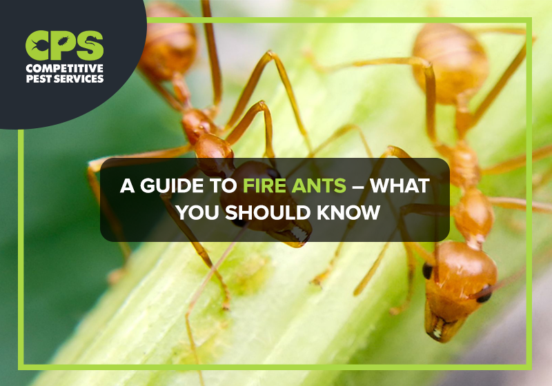 A Guide to Fire Ants - What You Should Know - Competitive Pest Services