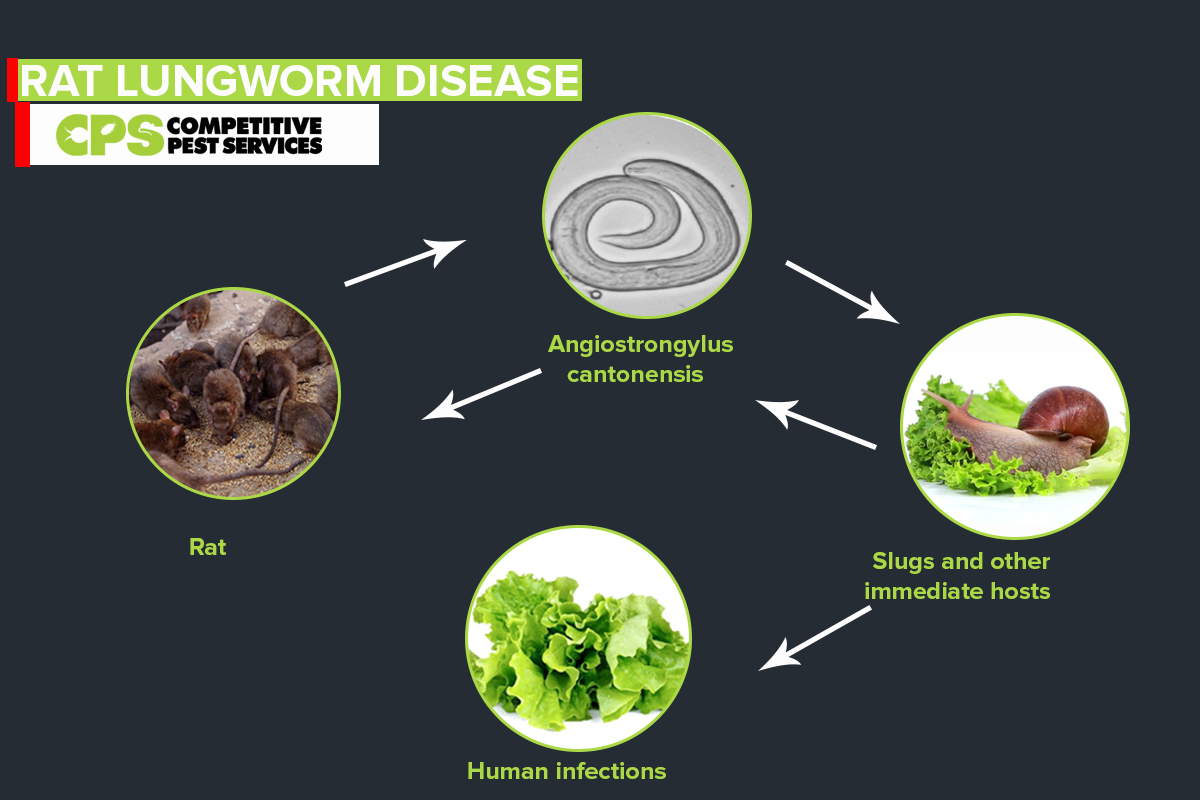 Rat Lungworm Disease - Competitive Pest Services