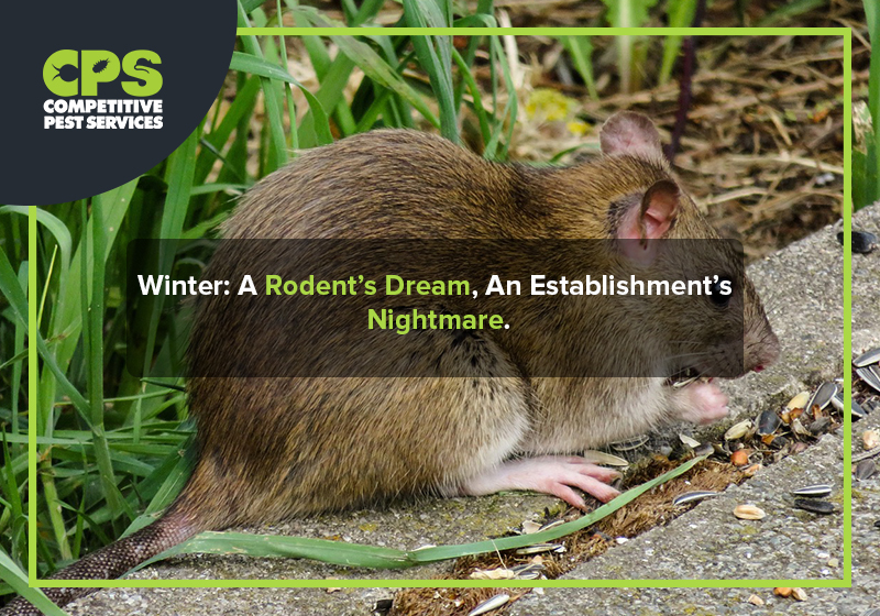Rodents Rush In - Competitive Pest Services