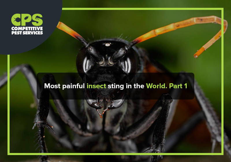 Most Painful Insect Sting In The World. Part 1 | Competitive Pest Services Most Painful Insect Sting In The World. Part 1 | Competitive Pest Services